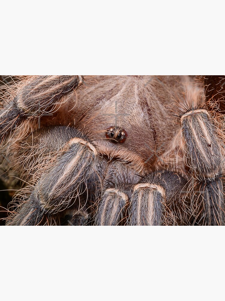 "Costa Rican Striped-knee Tarantula (Aphonopelma seemanni ...