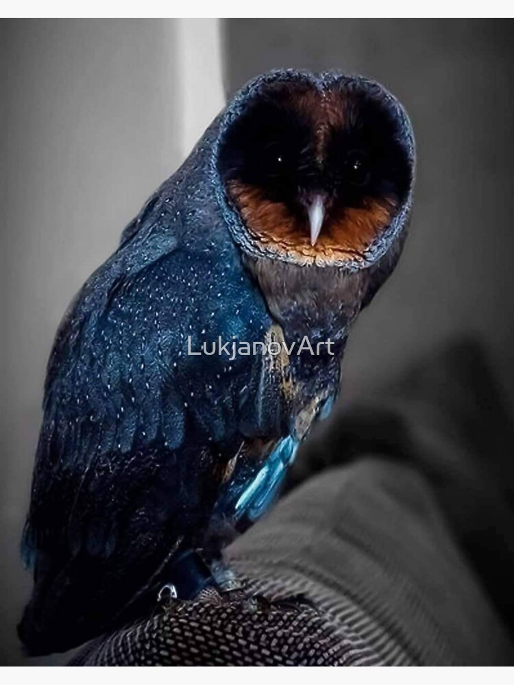 Rare Blue Owl Page 3 | Owl Home Decor Stock Photos, Images And