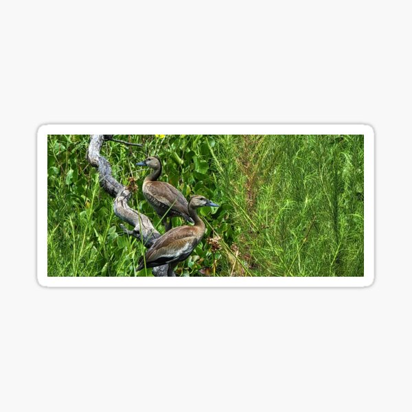"Ducks" Sticker for Sale by dtheiris | Redbubble