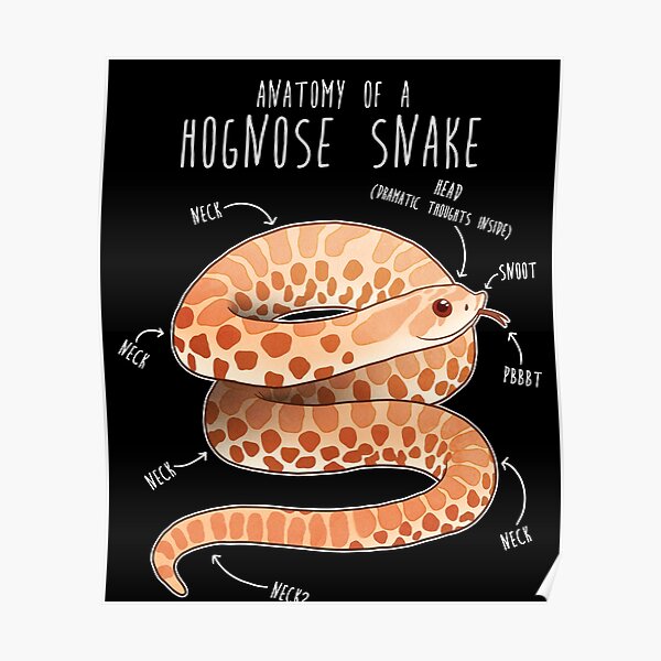 "Albino Hognose Snake Anatomy" Poster for Sale by Psitta | Redbubble