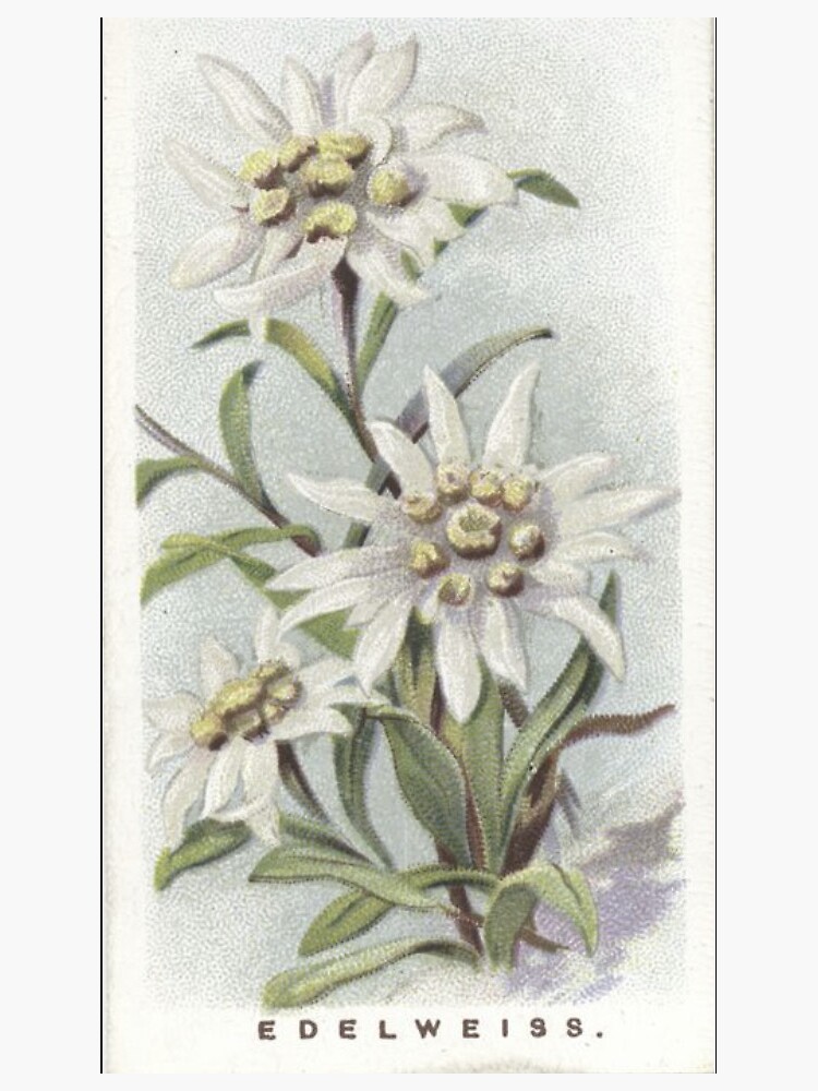 "Vintage Edelweiss" Sticker for Sale by VagaboundDesign | Redbubble