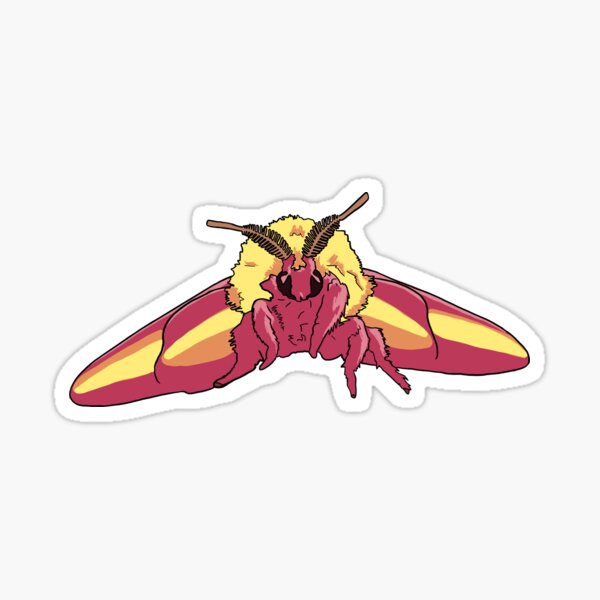 "Rosy Maple Moth" Sticker by katschuetz | Redbubble
