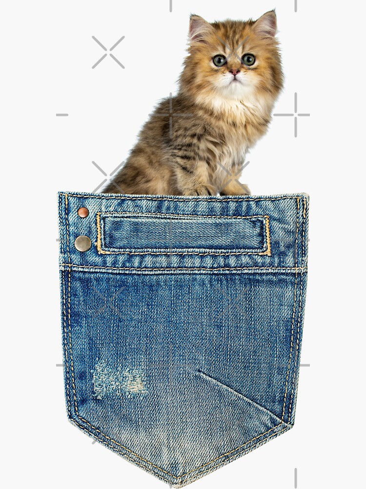 "Scottish Fold Cat In Pocket, Cat In Pocket, Pocket Kitten, Pocket Cat ...