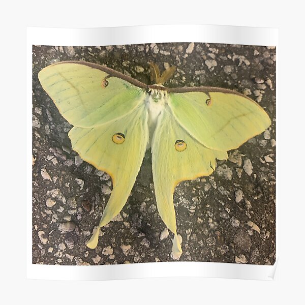 "Luna Moth Sticker" Poster by Thegoofygoblin | Redbubble