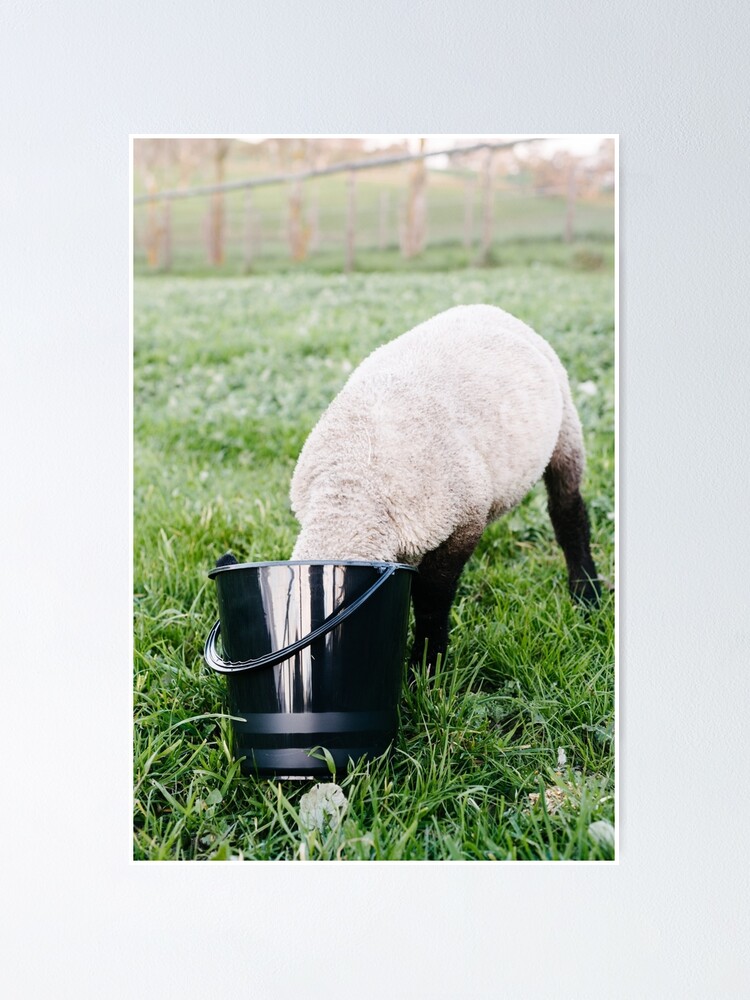 "sheep with its head in a bucket" Poster by vannphotography | Redbubble