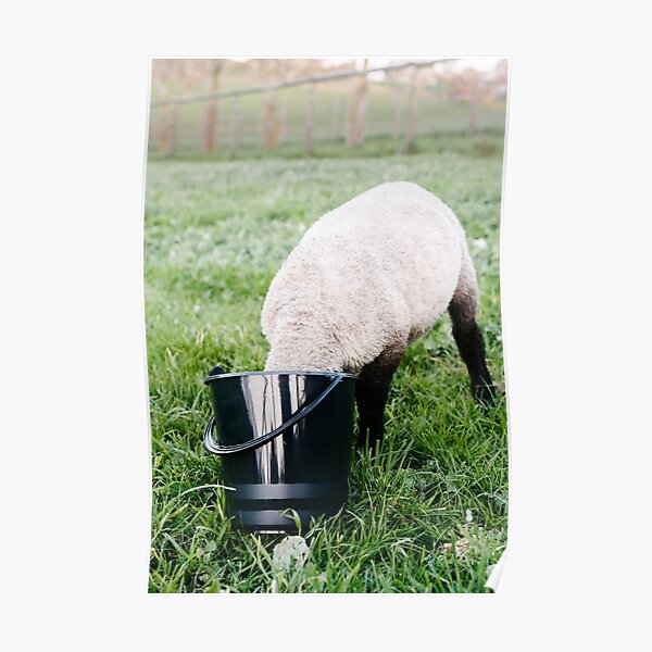 "sheep with its head in a bucket" Poster by vannphotography | Redbubble