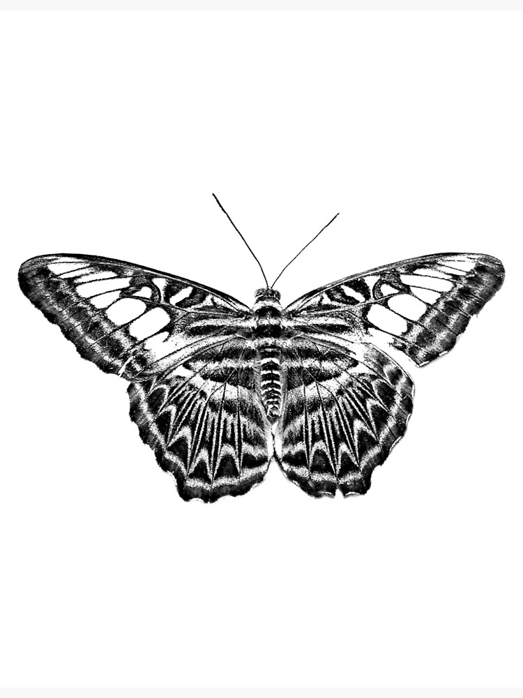 "Butterfly Engraving, Butterfly Prints, Butterfly Drawings, Butterfly ...