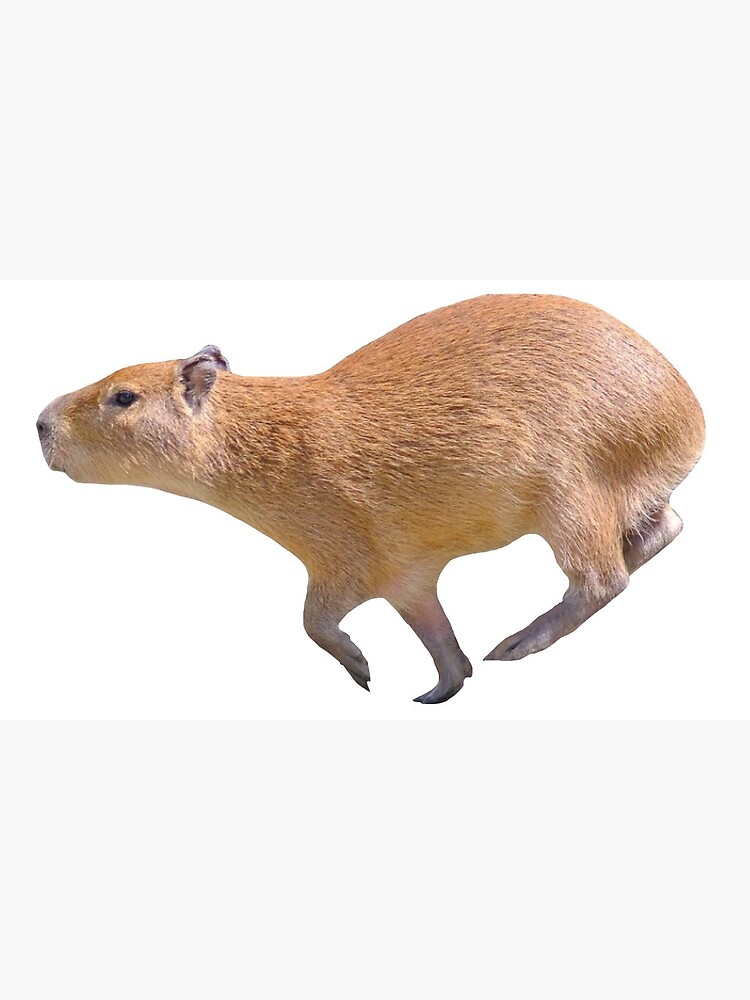 Grußkarte for Sale mit "Capybara Running (gespiegelt)" von Mino Shop | Redbubble