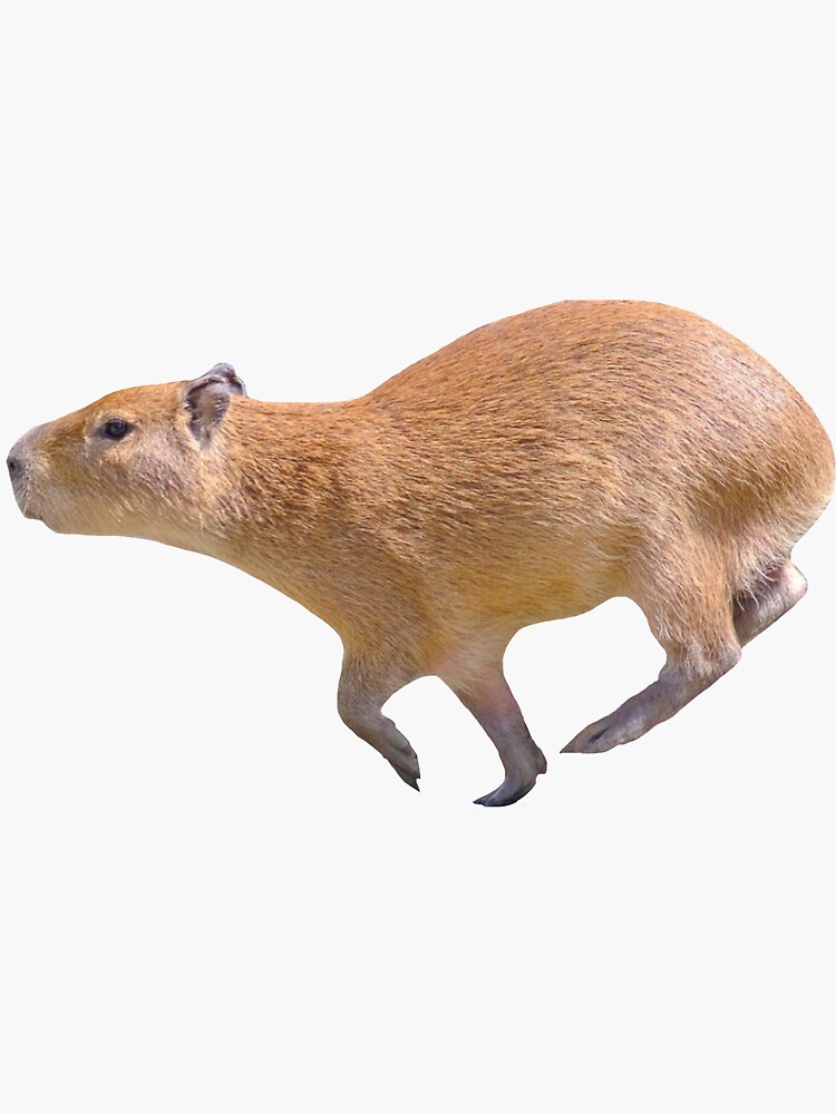 "Capybara Running (Mirrored)" Sticker for Sale by CapyBoii | Redbubble
