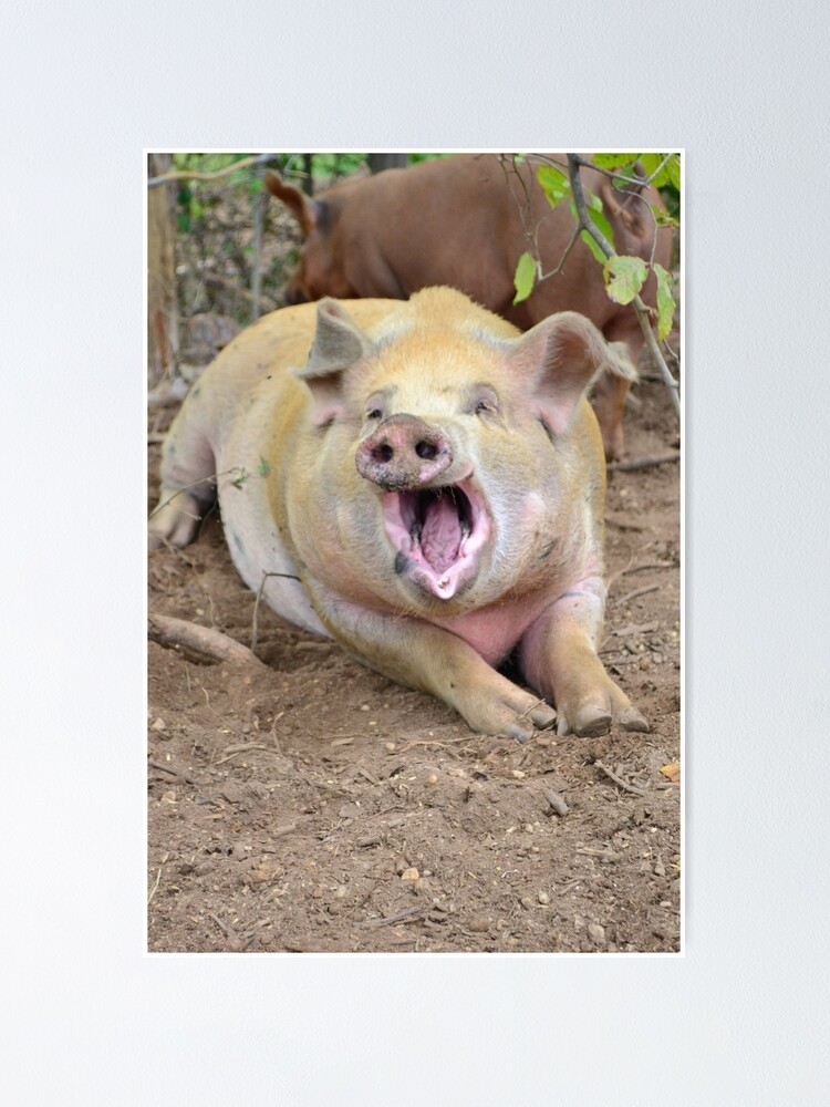 "Yawning Pig" Poster for Sale by OpenMinded | Redbubble