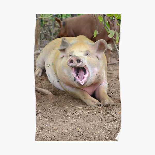 "Yawning Pig" Poster for Sale by OpenMinded | Redbubble