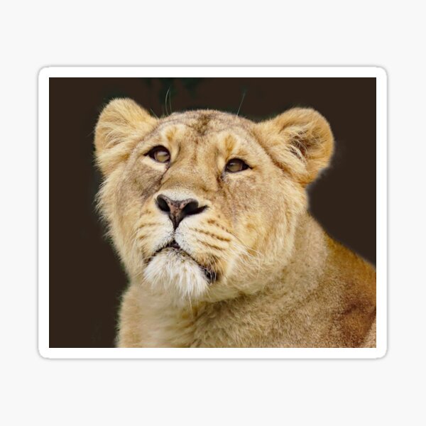 "A Beautiful Asiatic Lioness" Sticker for Sale by 23rdjuly1960 | Redbubble