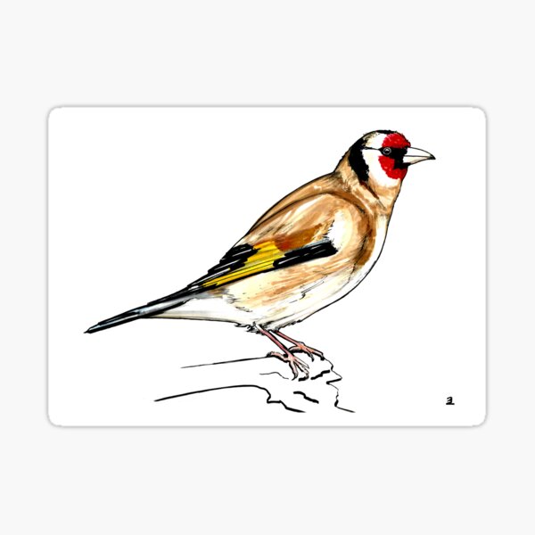 "Goldfinch" Sticker for Sale by ZebritoArt | Redbubble