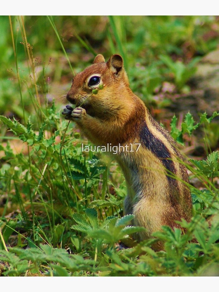"Ground Squirrel Full Cheeks" Sticker for Sale by lauralight17 | Redbubble
