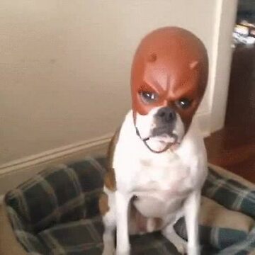 "DareDevil Dawg" Poster for Sale by AnimeLTD | Redbubble