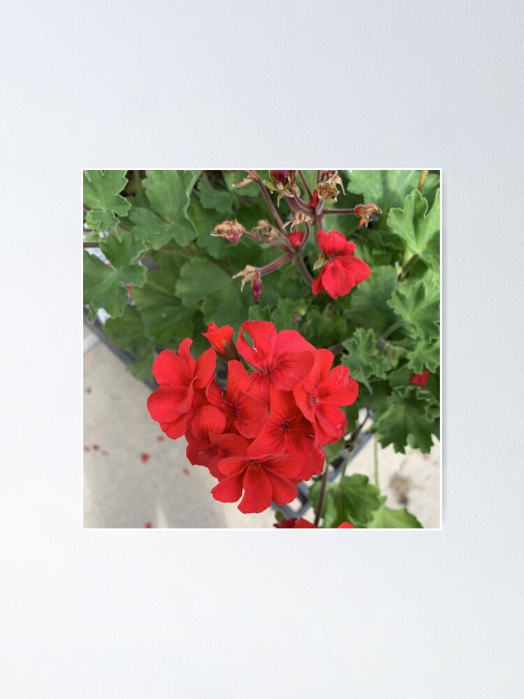 "Flowers in Bloom" Poster by Caylove | Redbubble