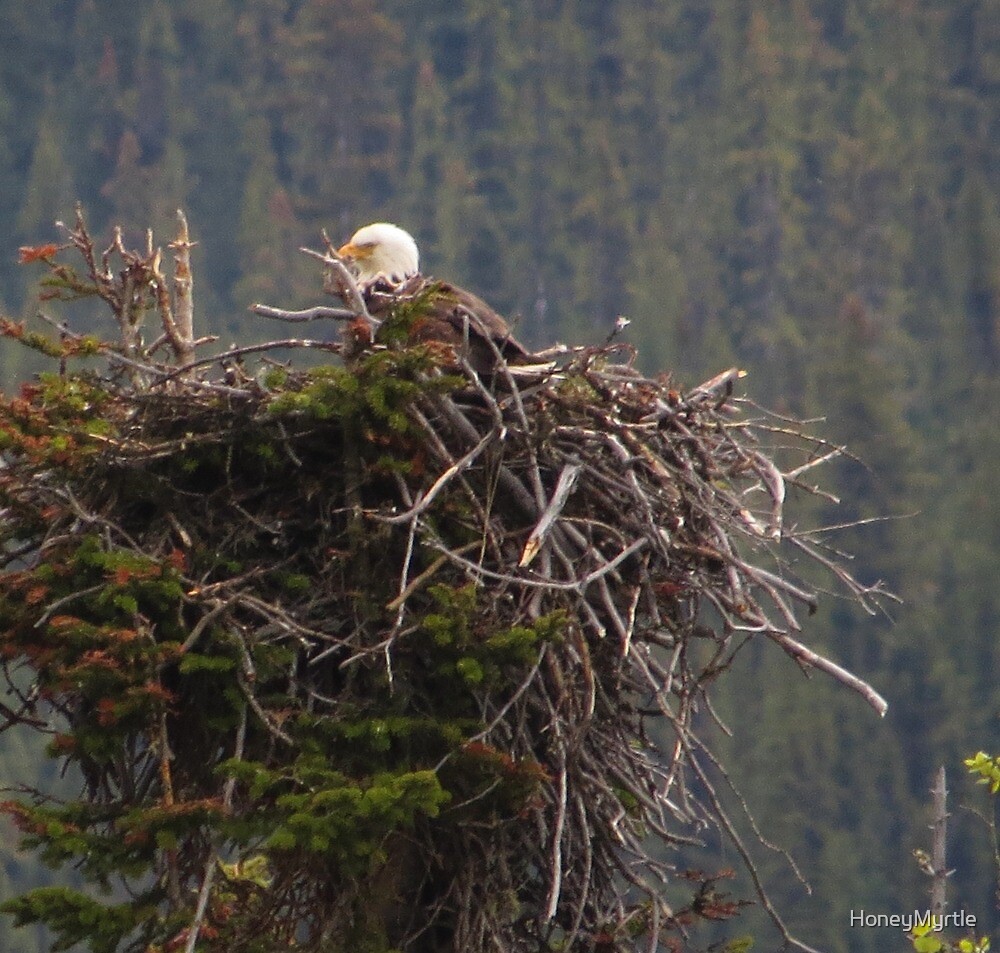 "Canadian Eagle Nest" by HoneyMyrtle | Redbubble