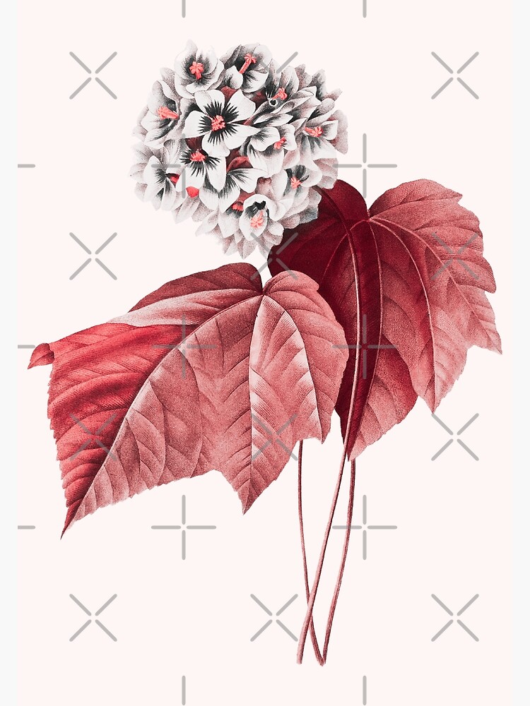 "Red Alt of Dombeya Amelia Flower" Poster for Sale by DaphneKstudio ...