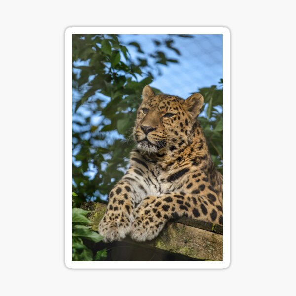 "Amur leopard blue sky" Sticker for Sale by photosbygemmad | Redbubble