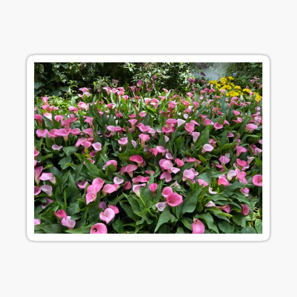 "Pink Calla Lily Garden" Sticker for Sale by CreativeArtUSA | Redbubble