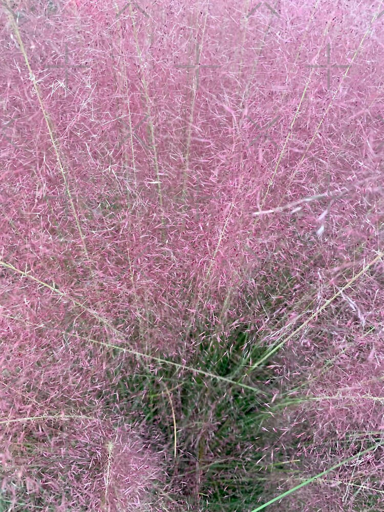 "Pink Ornamental Grass" Sticker for Sale by baddickdesign | Redbubble