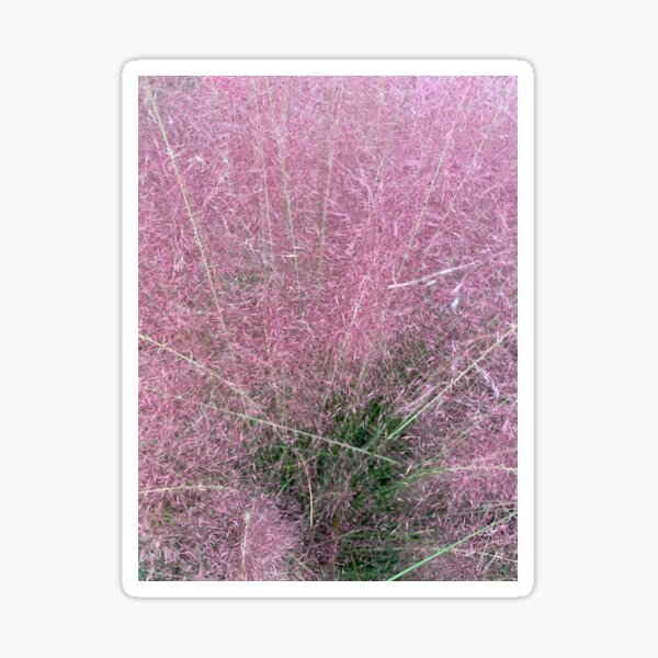 "Pink Ornamental Grass" Sticker for Sale by baddickdesign | Redbubble