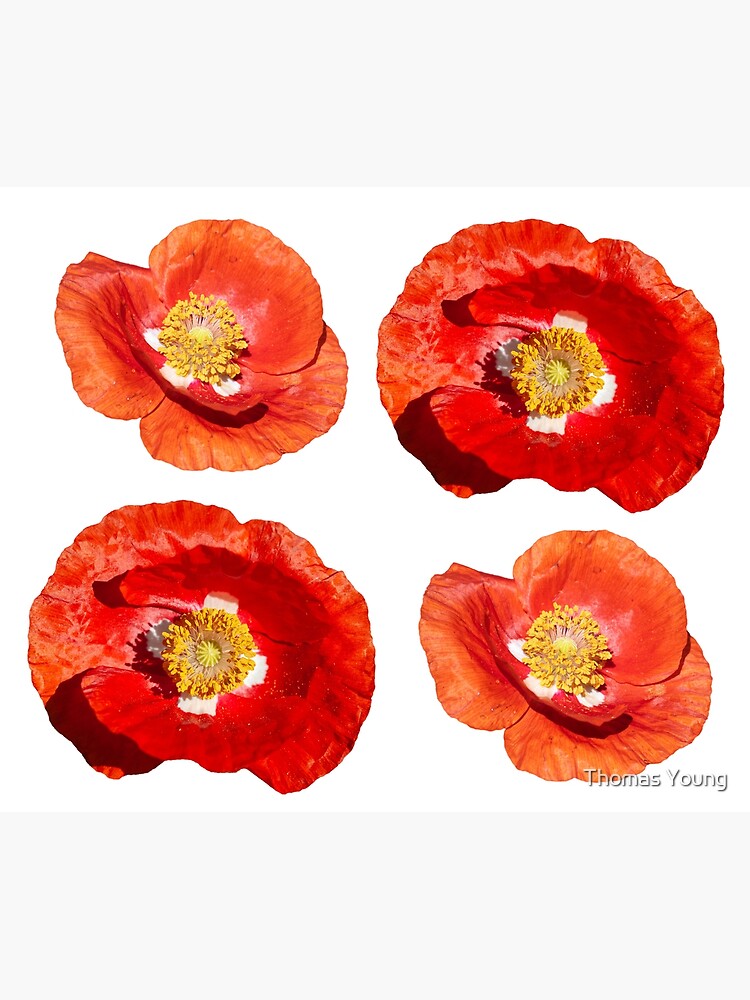 "Poppy Design 2021-1" Poster for Sale by Thomasyoung | Redbubble