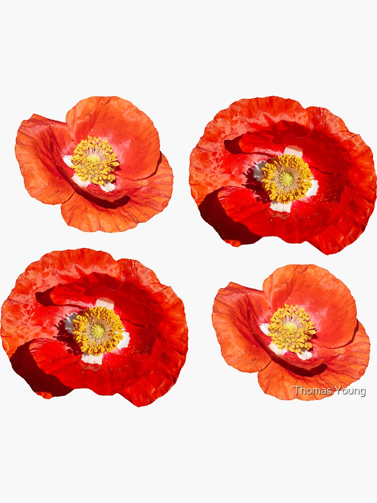 "Poppy Design 2021-1" Sticker for Sale by Thomasyoung | Redbubble