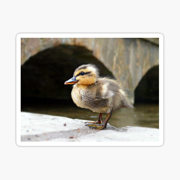 "Little Quack !" Sticker by MoragBates | Redbubble