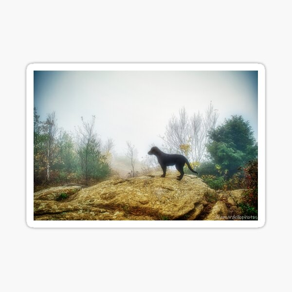 "Alone" Sticker for Sale by dcamphotos | Redbubble