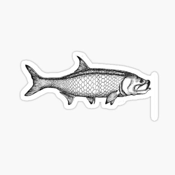 Tarpon Stickers | Redbubble