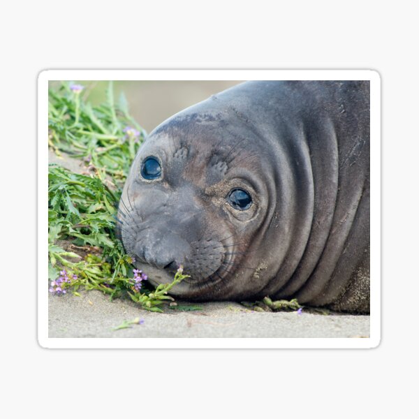 "Northern Elephant Seal Pup" Sticker by TheCurators | Redbubble