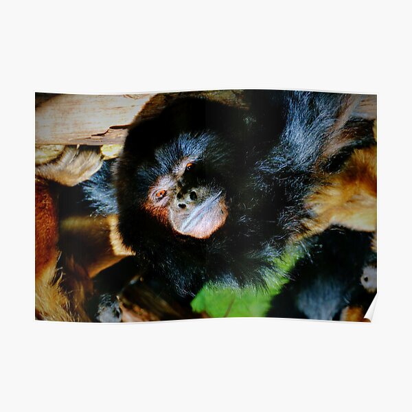 "Black Howler Monkey" Poster by venny | Redbubble