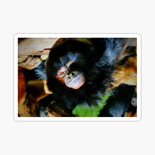 "Black Howler Monkey" Sticker for Sale by venny | Redbubble