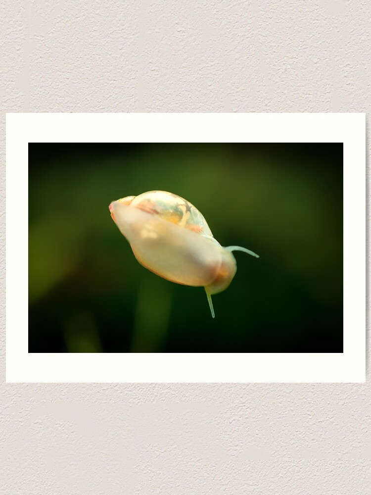 "Physidae snail, bladder snails, family of air breathing freshwater ...