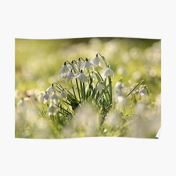 "Digital photograph of Snowdrops" Poster for Sale by SimonJohnson1 ...