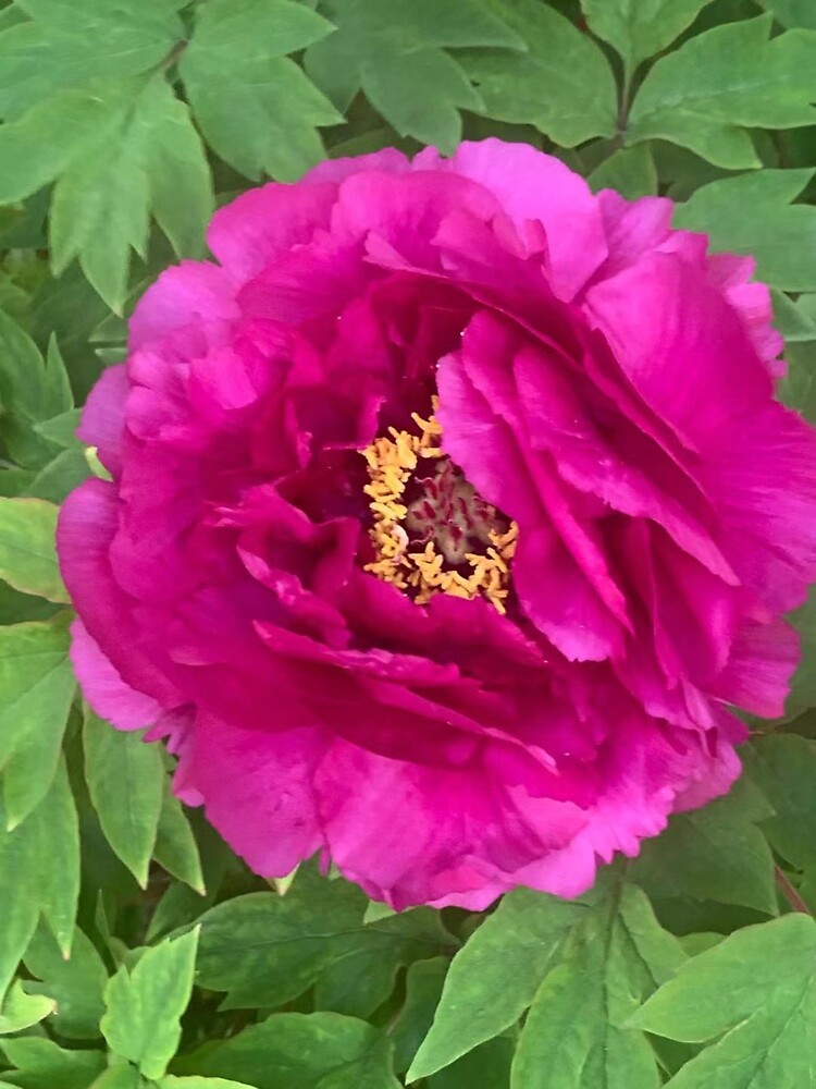 "Lovely peony" Sticker for Sale by Mystudio21 | Redbubble