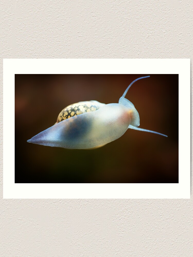 "Physidae snail, bladder snails, family of air breathing freshwater ...