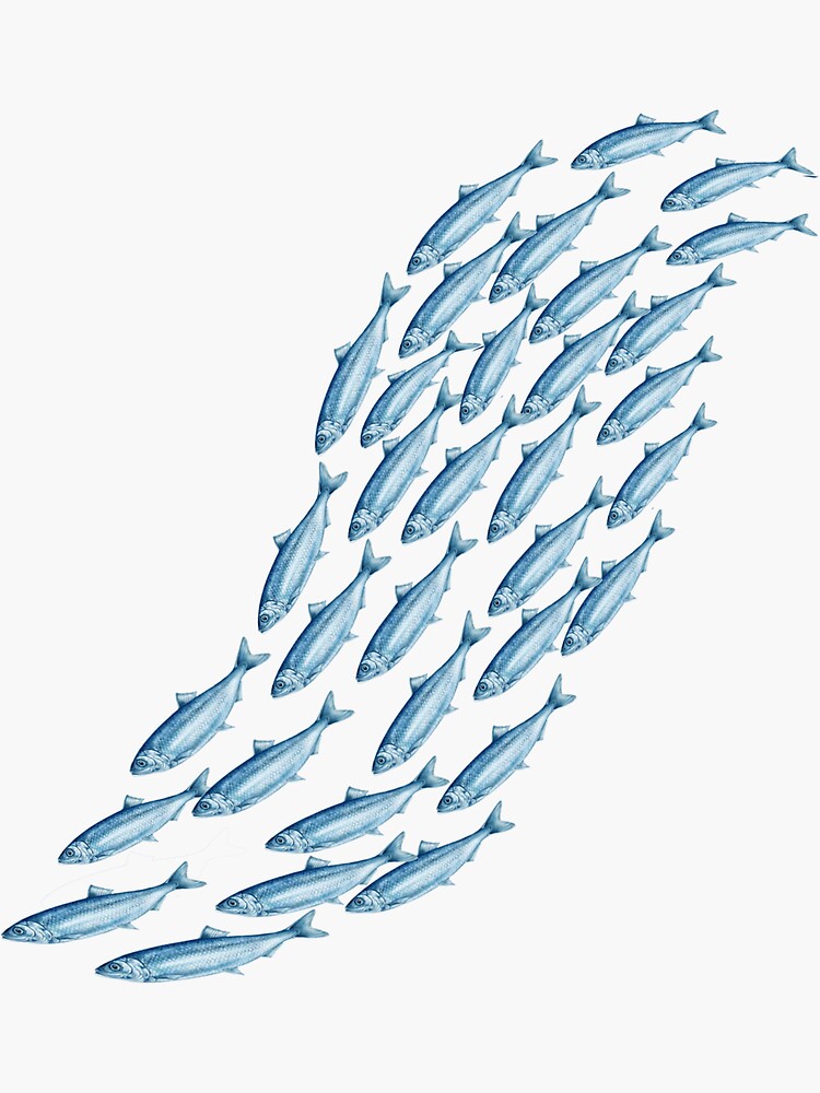 "SCHOOL OF BAIT FISH" Sticker for Sale by cgullart | Redbubble