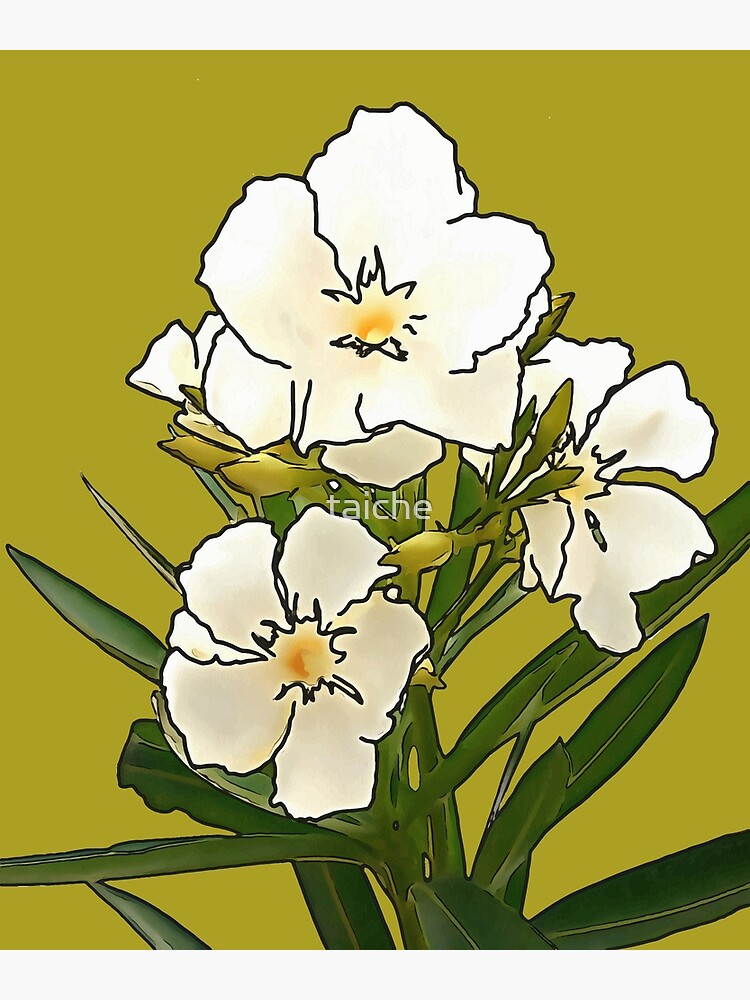 "White Oleander Black Outline Art" Poster for Sale by taiche | Redbubble