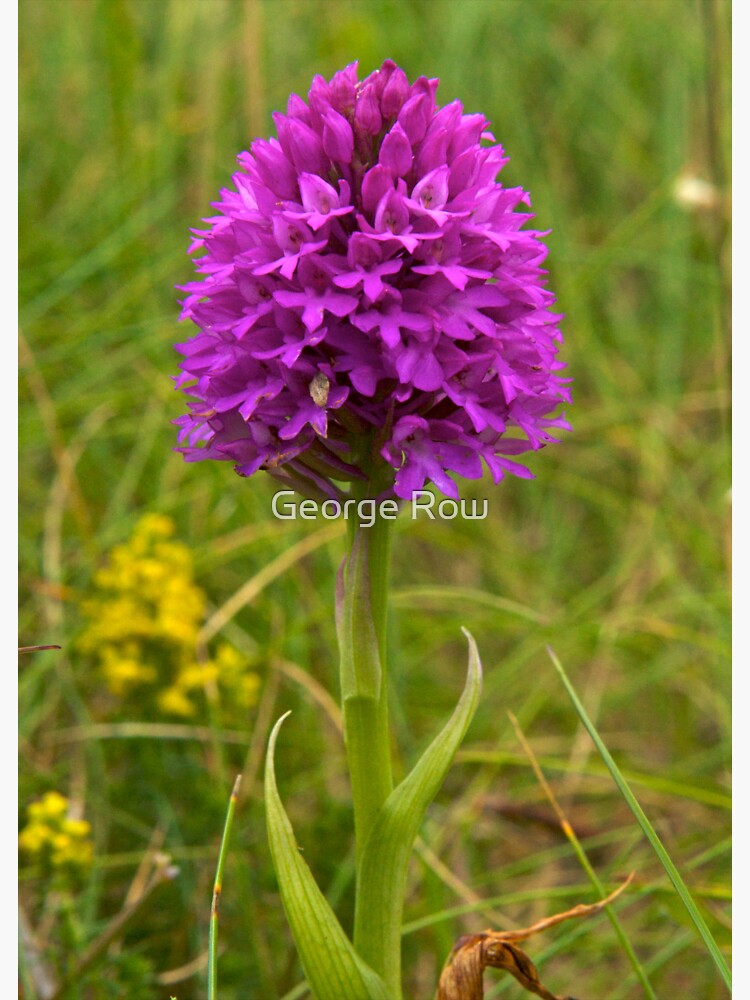 "Pyramidal Orchid, Inishmore, Aran Islands " Sticker for Sale by ...