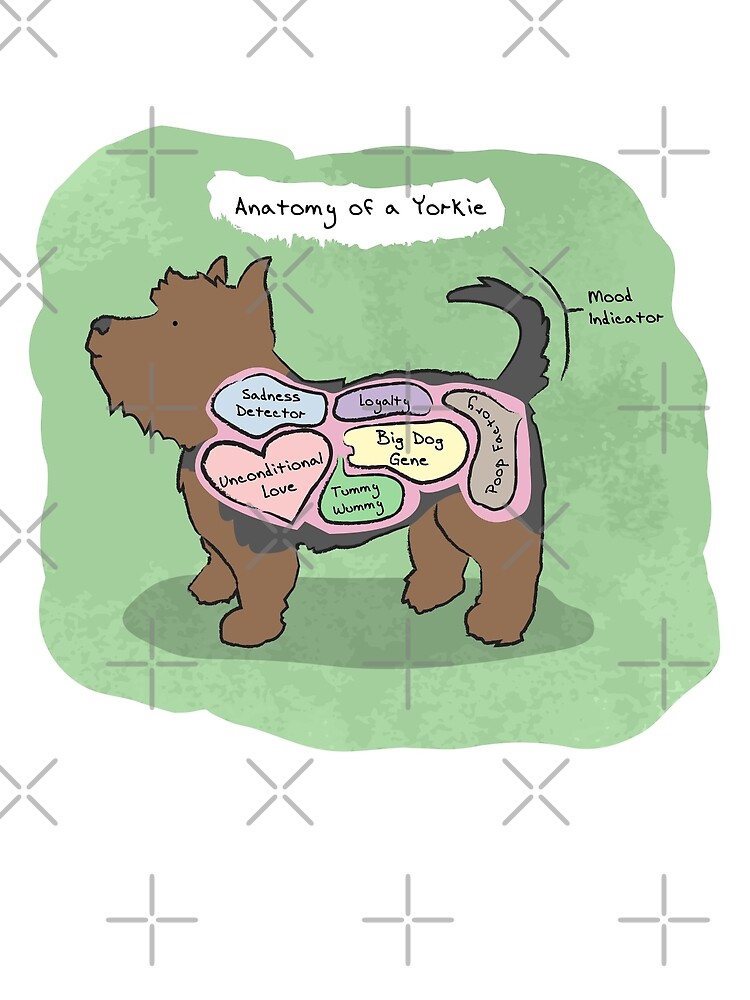 "Anatomy of a Yorkie" Poster by MommySketchpad | Redbubble