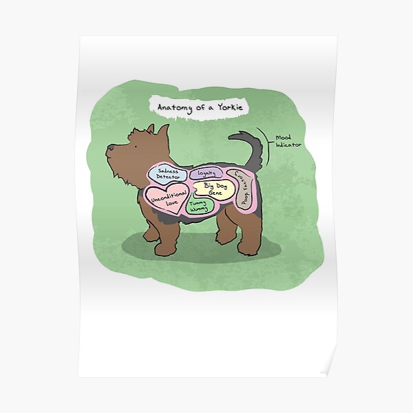 "Anatomy of a Yorkie" Poster by MommySketchpad | Redbubble