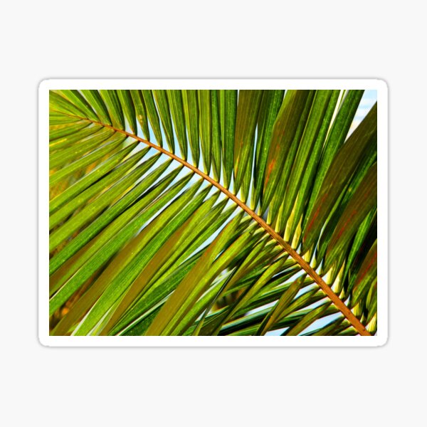 "Palm Leaf" Sticker for Sale by debop | Redbubble
