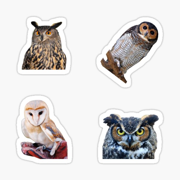 "5th Alerted Owls Stickers Pack. Essential For Every Owl Lover ...