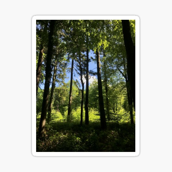 "a magical woodland scene-english countryside" Sticker for Sale by ...