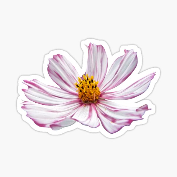 "Purple Cosmos Flower" Sticker for Sale by Asaha17 | Redbubble