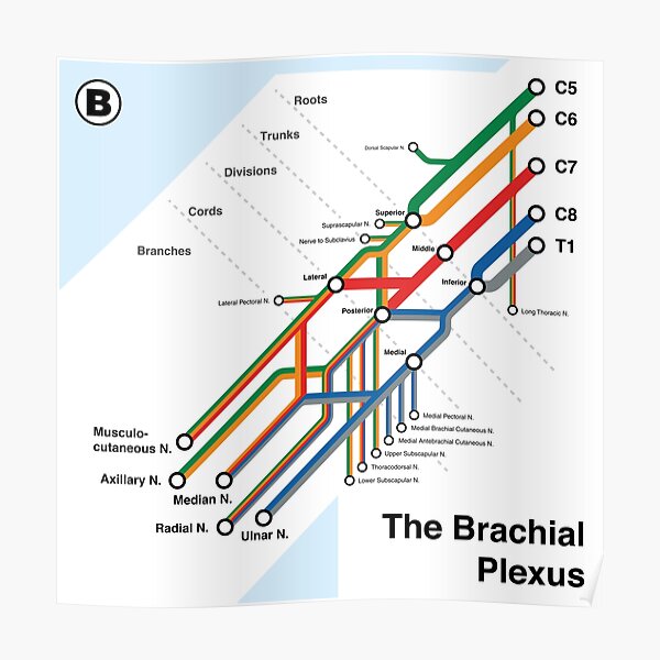 "Brachial Plexus Map" Poster for Sale by alexdaidesigns | Redbubble