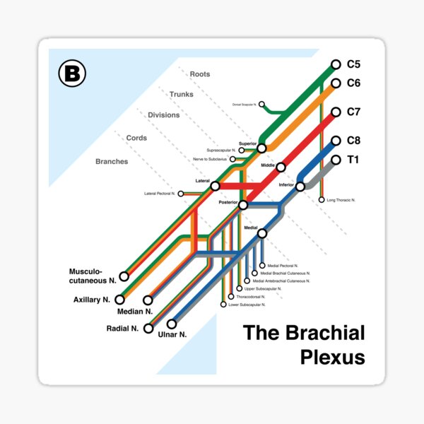 "Brachial Plexus Map" Sticker for Sale by alexdaidesigns | Redbubble