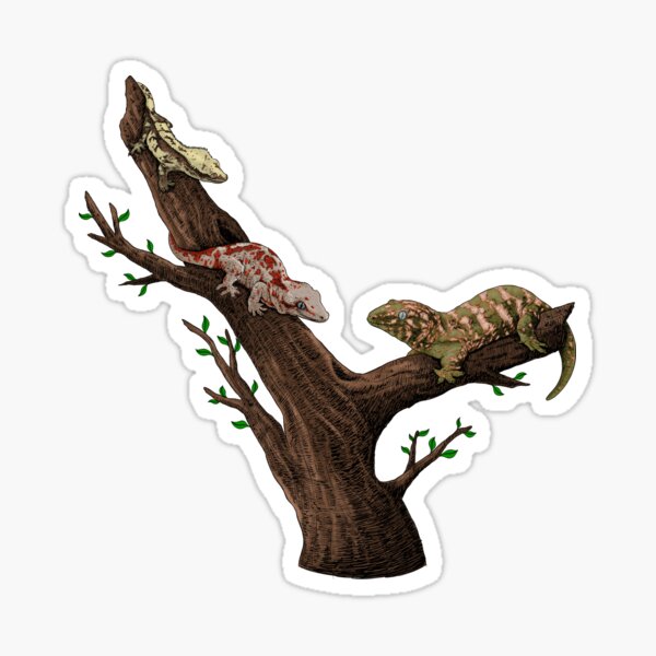 "New Caledonian Geckos, Crested, Gargoyle and Leachinaus Geckos ...